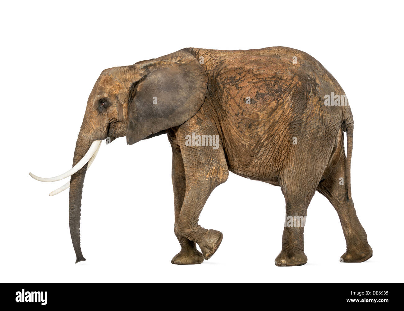 Elephant walking side on High Resolution Stock Photography and Images ...