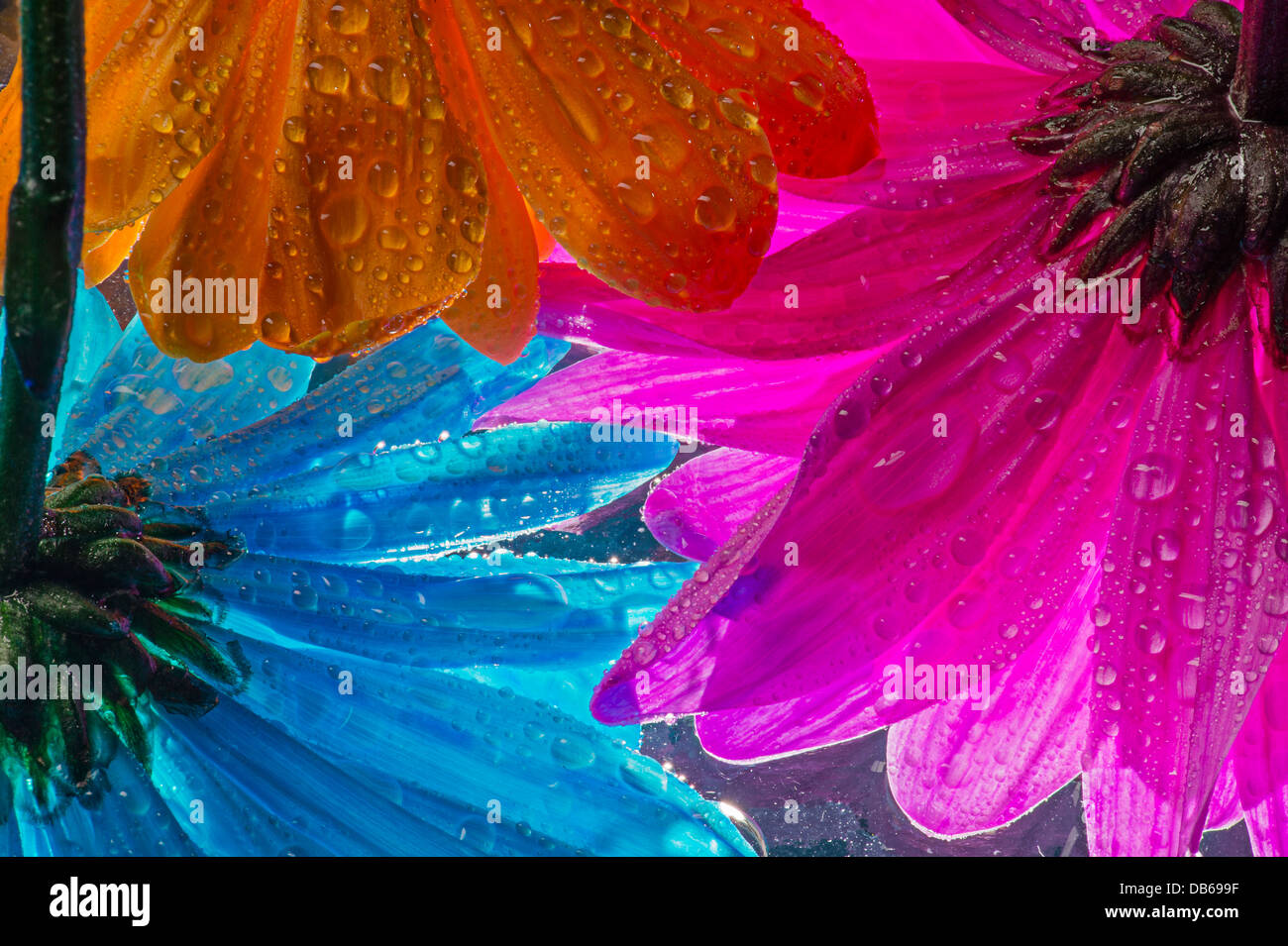 Underside of flowers hi-res stock photography and images - Alamy