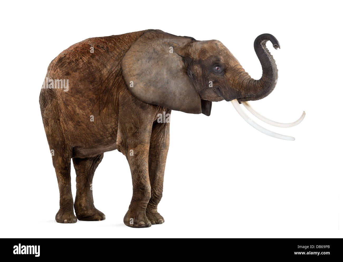 Side view of an African elephant, Loxodonta africana, lifting its trunk ...