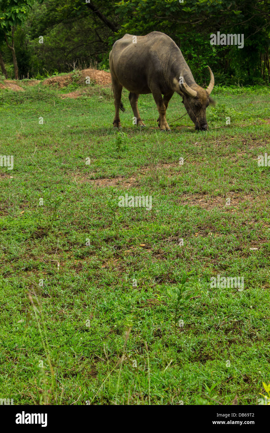 Thailand's big buffalo pasture Stock Photo - Alamy
