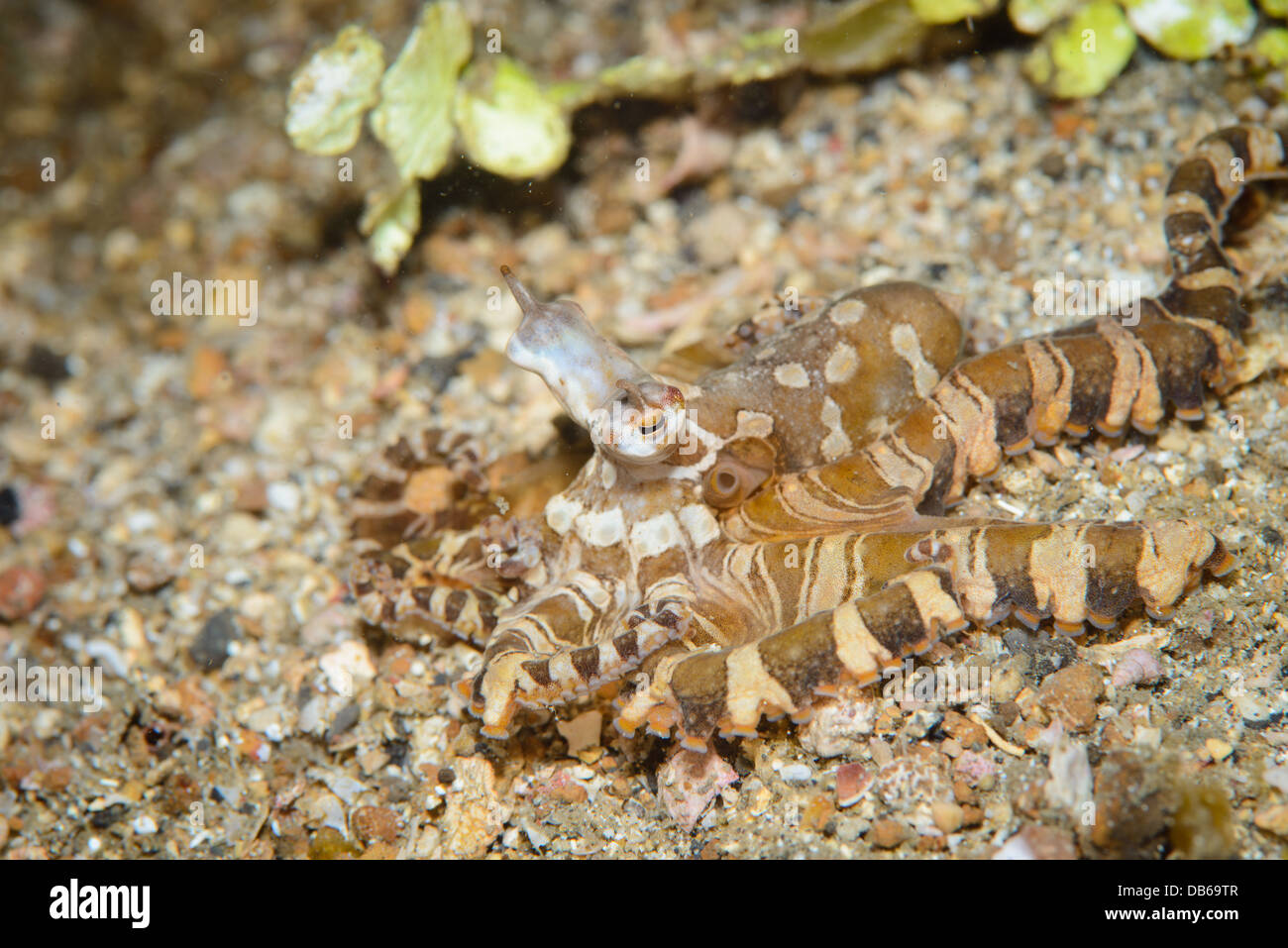 Octopus prey hi-res stock photography and images - Alamy
