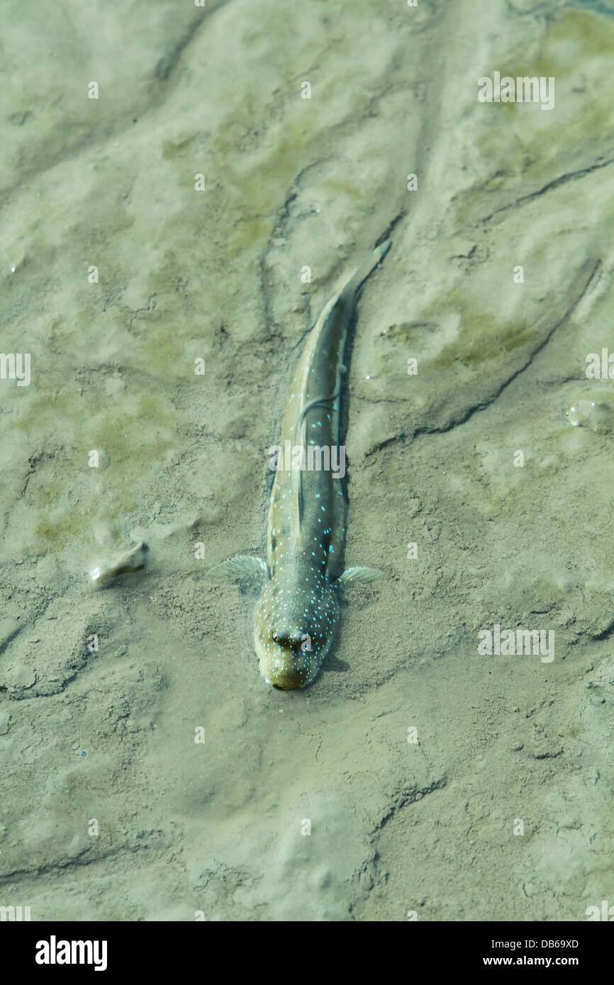 Salamander habitat hi-res stock photography and images - Alamy