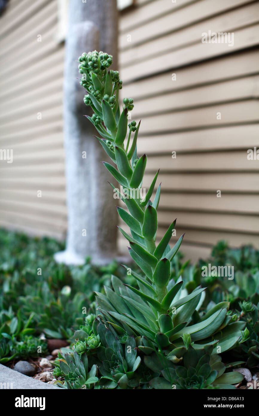 Hen and chick plant, sprouting vertically Stock Photo - Alamy