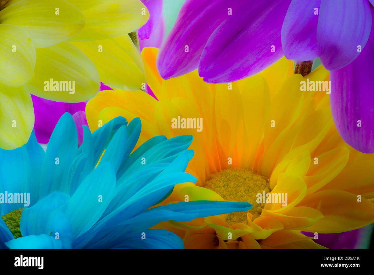 Colorful daisy daisy hi-res stock photography and images - Alamy