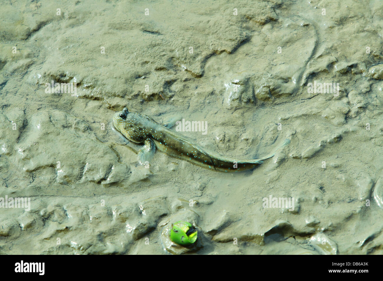 Salamander fish hi-res stock photography and images - Alamy