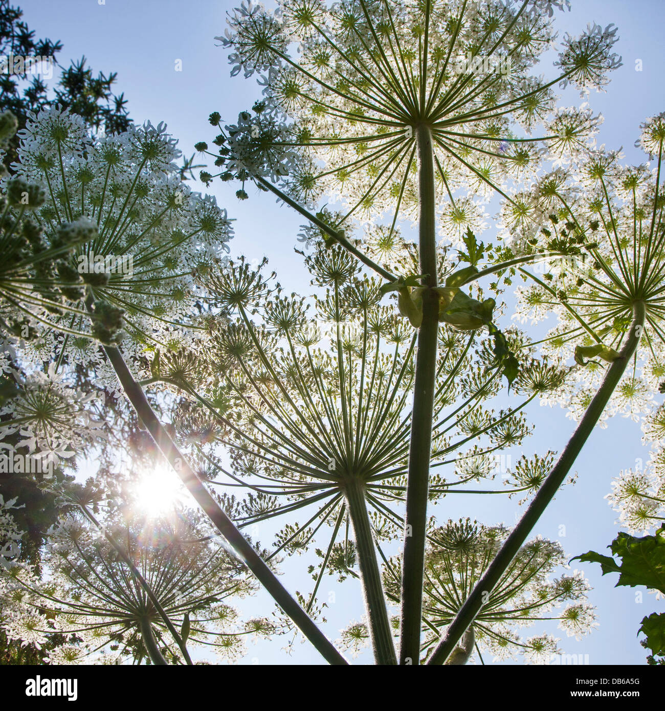 Wild Rhubarb High Resolution Stock Photography and Images - Alamy