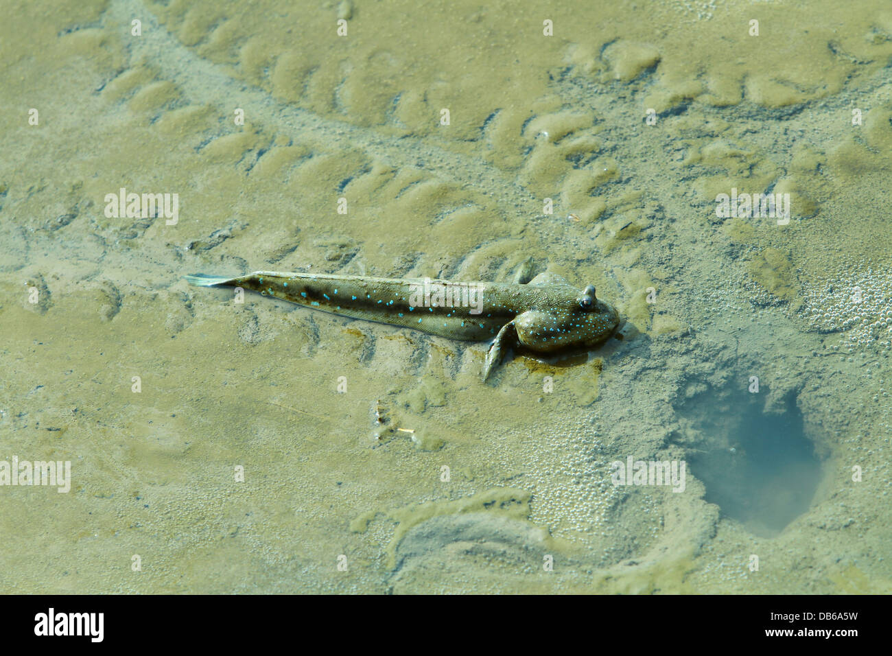 Salamander fish hi-res stock photography and images - Alamy