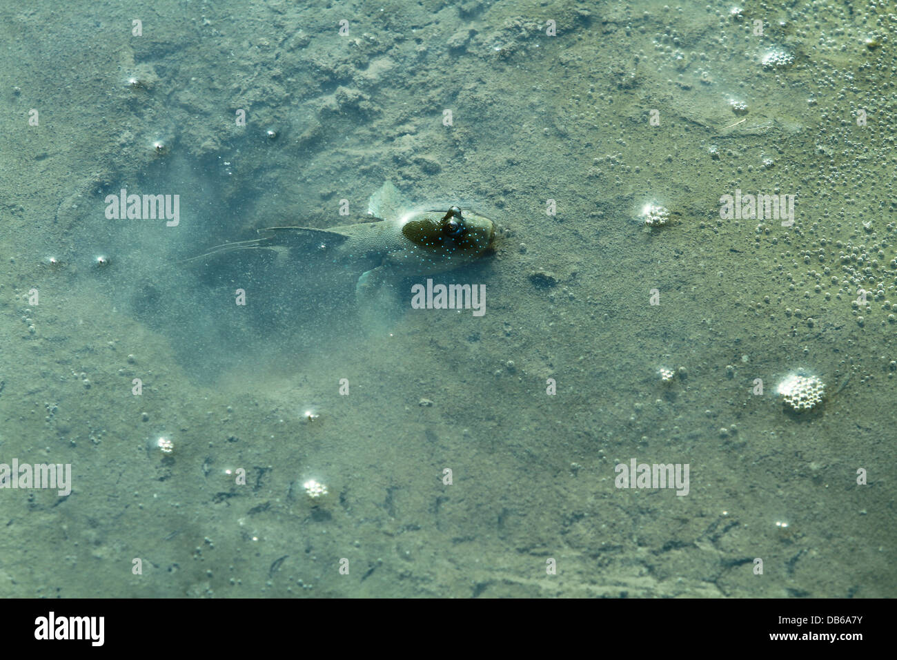 Salamander fish hi-res stock photography and images - Alamy