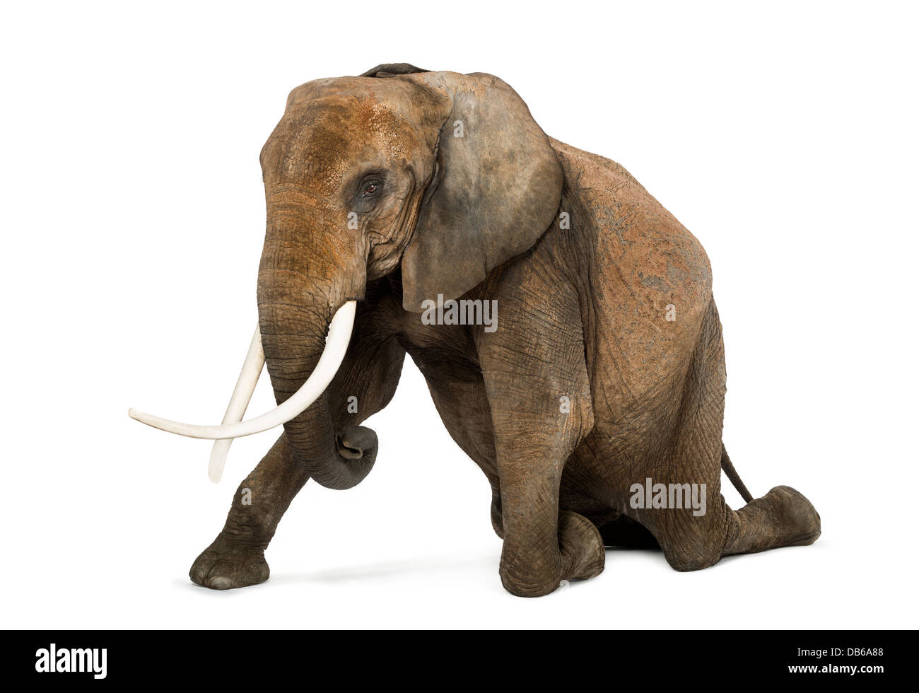 Wild animal trunk kneeling Cut Out Stock Images & Pictures - Alamy