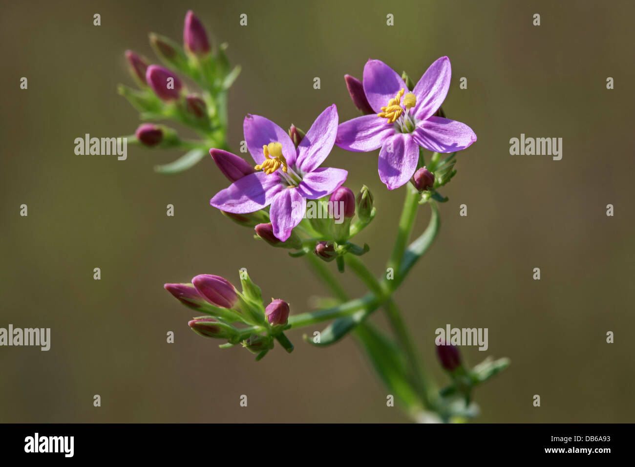 Plant of the centuary hi-res stock photography and images - Alamy