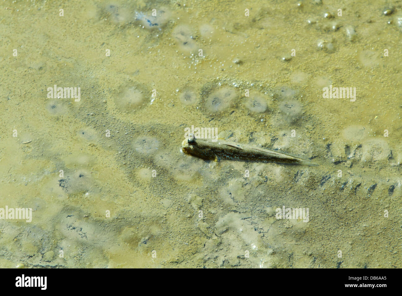 Salamander fish hi-res stock photography and images - Alamy