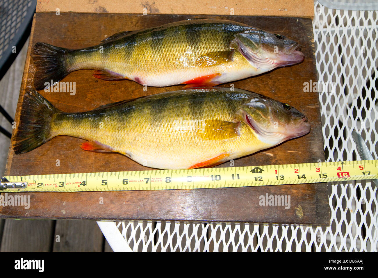 Large yellow perch caught from Cascade Lake in Cascade, Idaho, USA ...