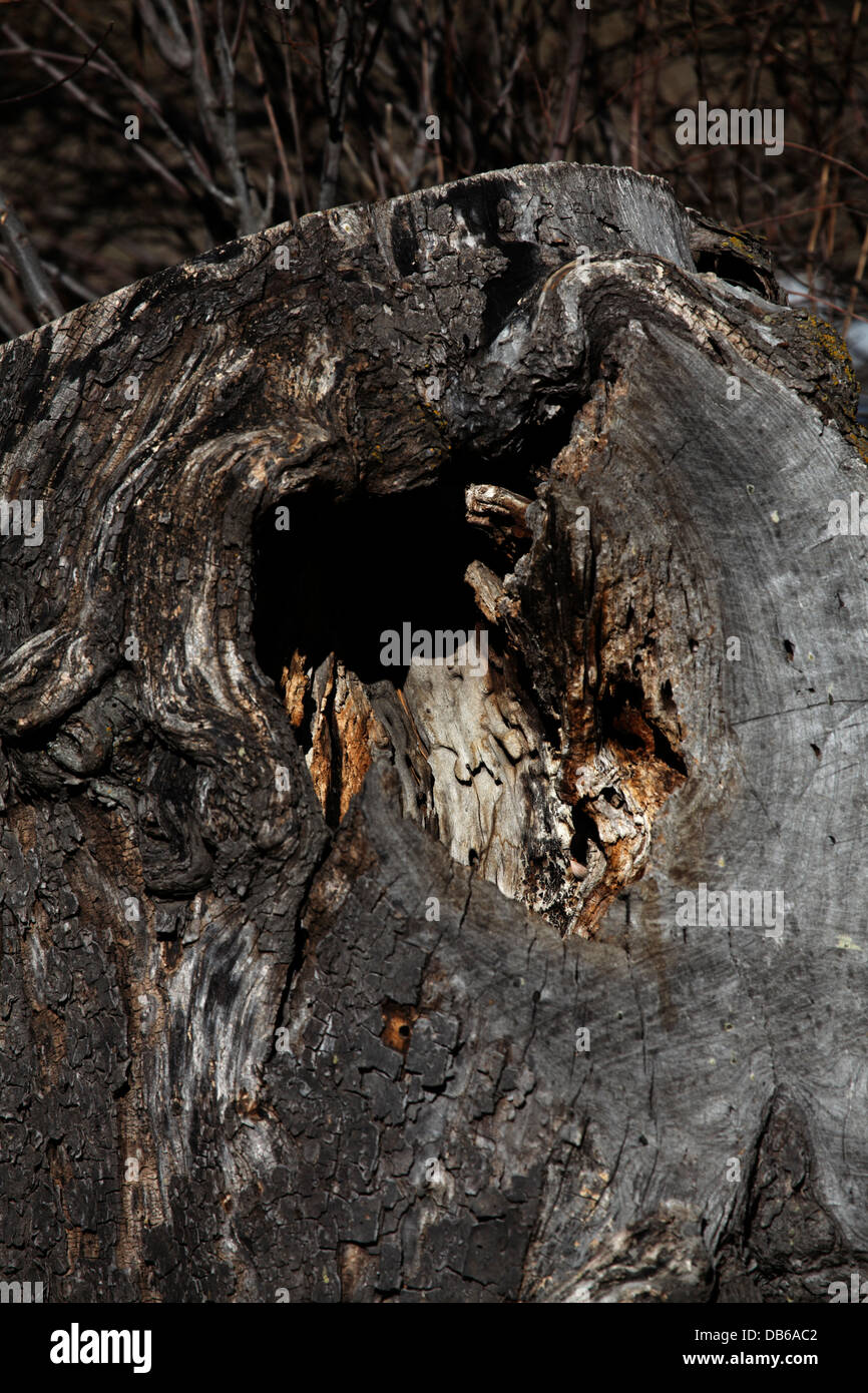 Rotting tree stump Stock Photo - Alamy