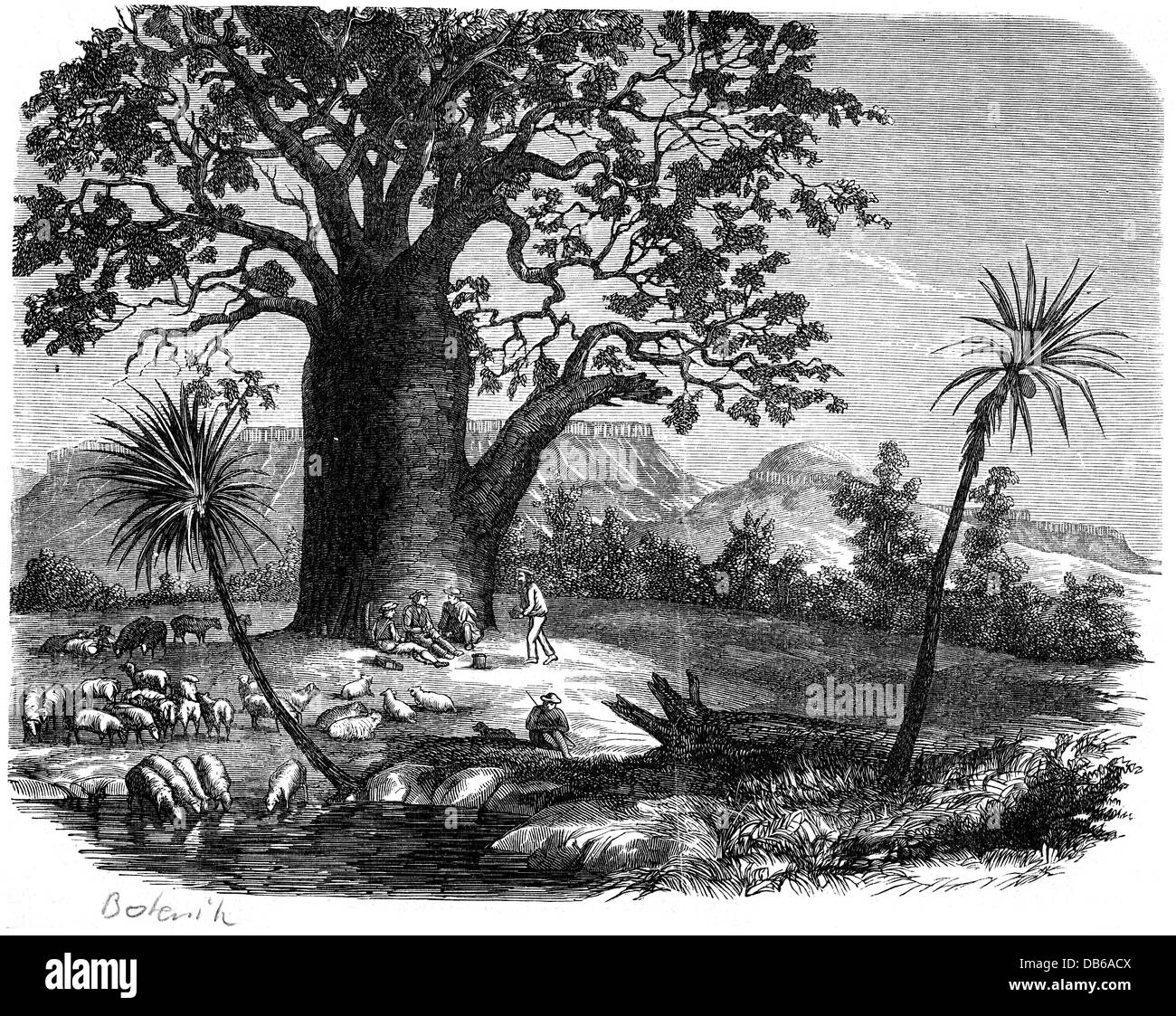 botany, trees, Australian monkey-bread tree (Adansonia gregorii), wood ...