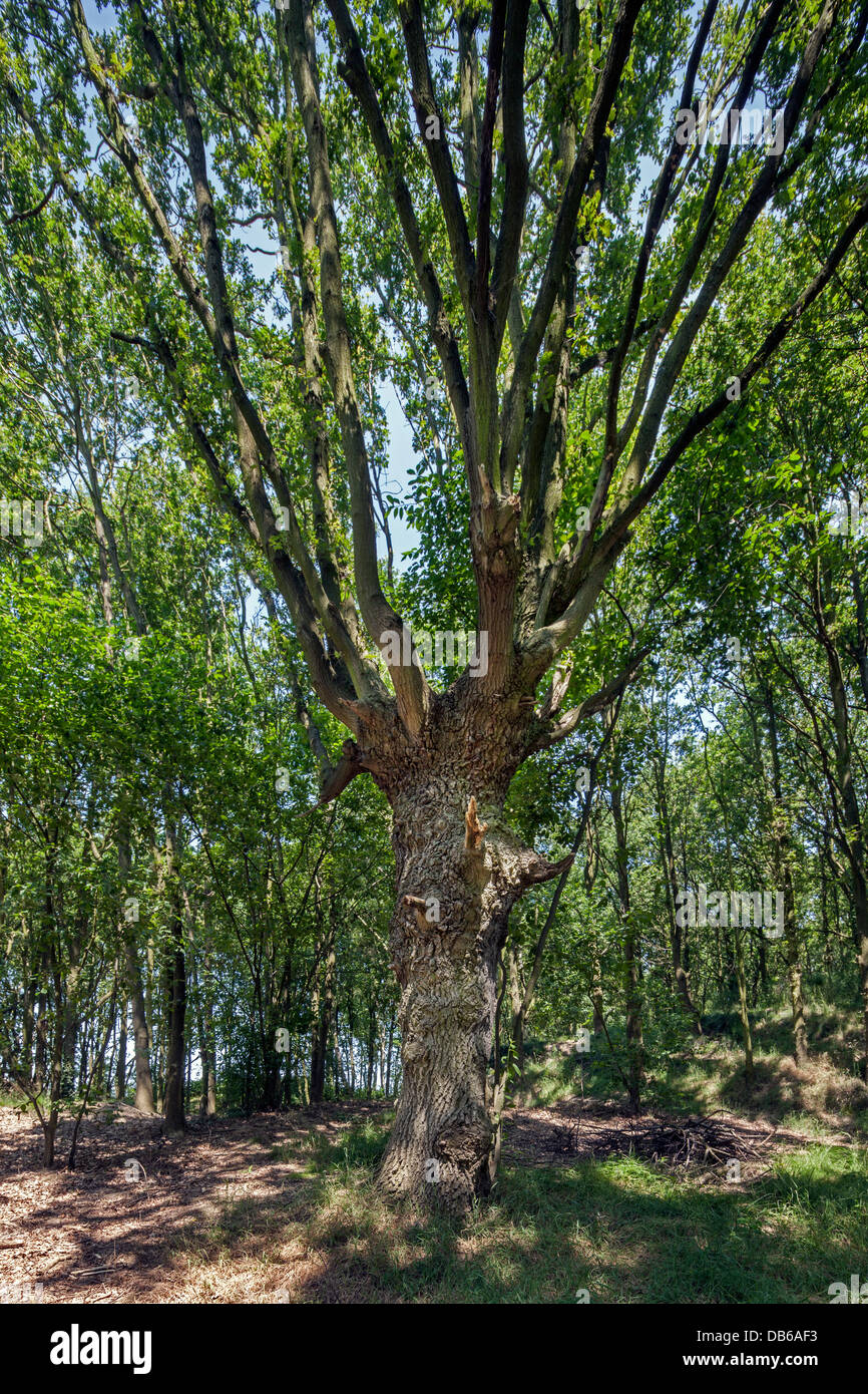 Tree trees forest wood woodland pollard pollarded oak oaks hi-res stock ...