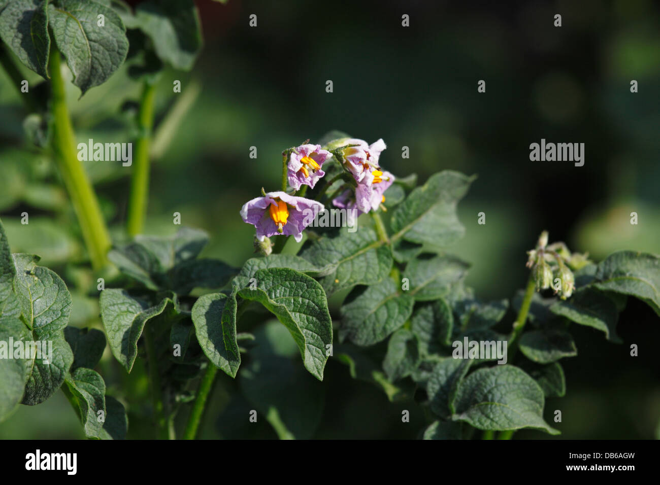 Potato Plant Flower