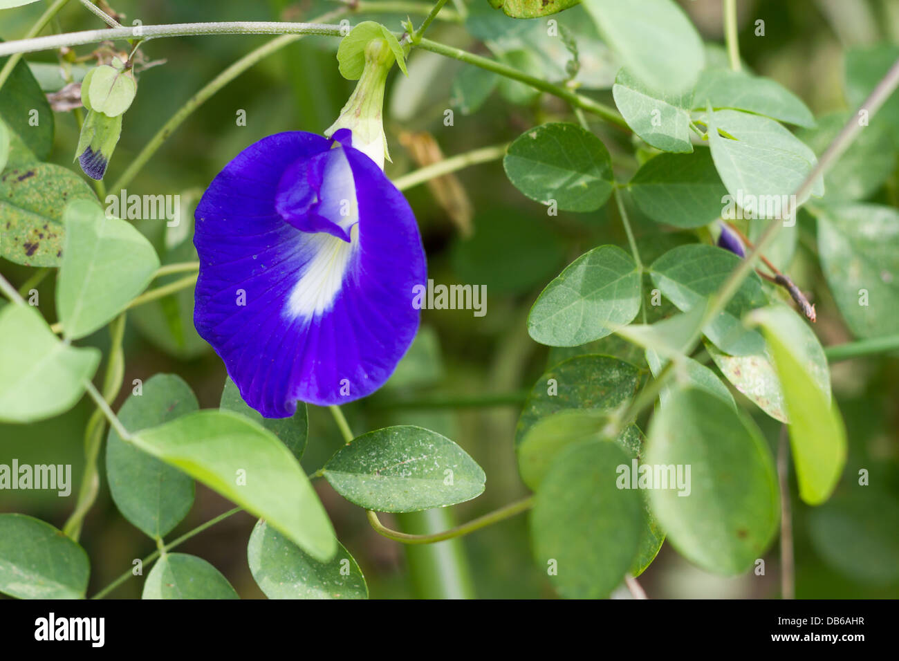 Blue flower butterfly-pea Stock Photo - Alamy