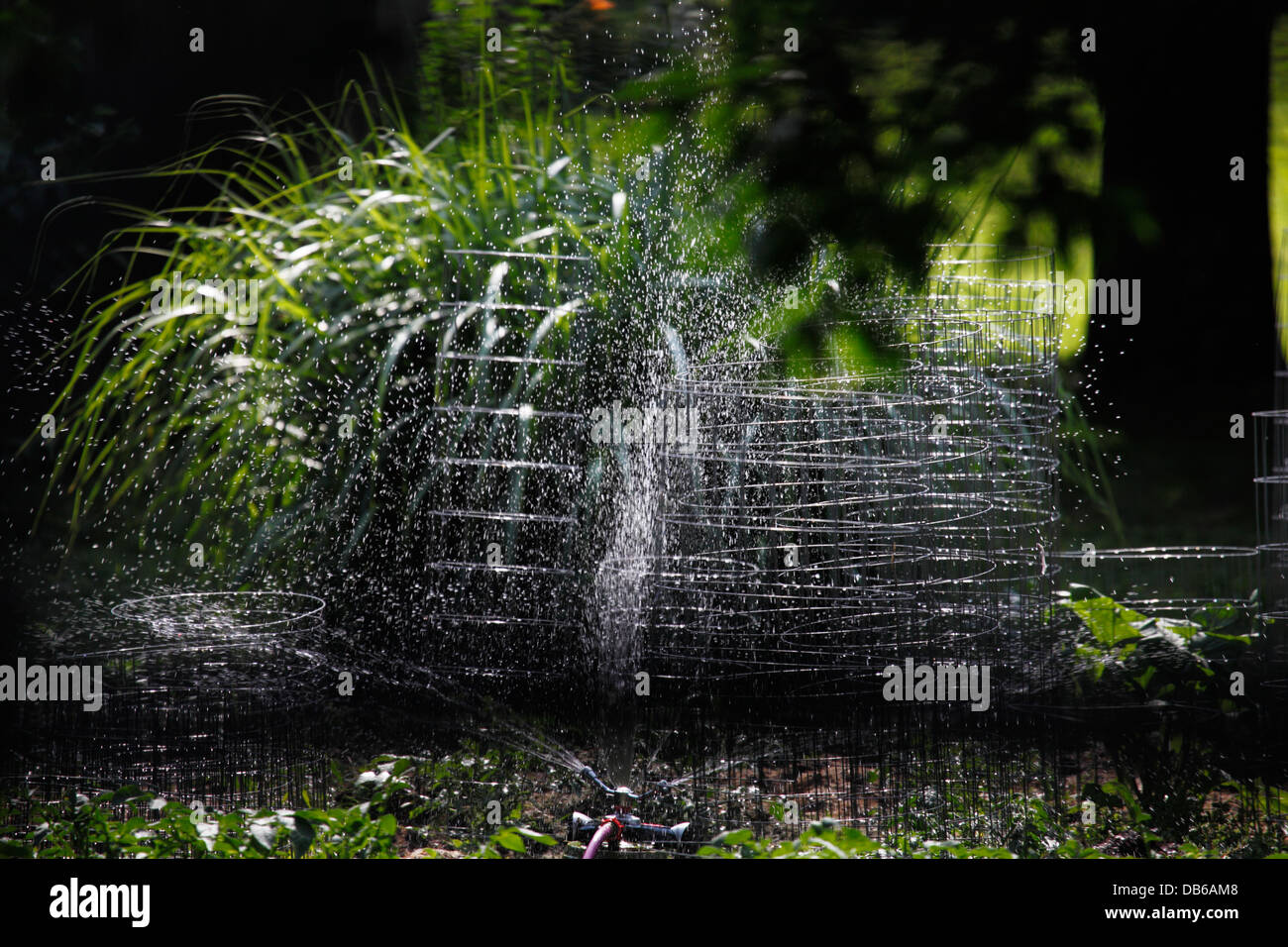 Sprinkler watering garden Stock Photo - Alamy