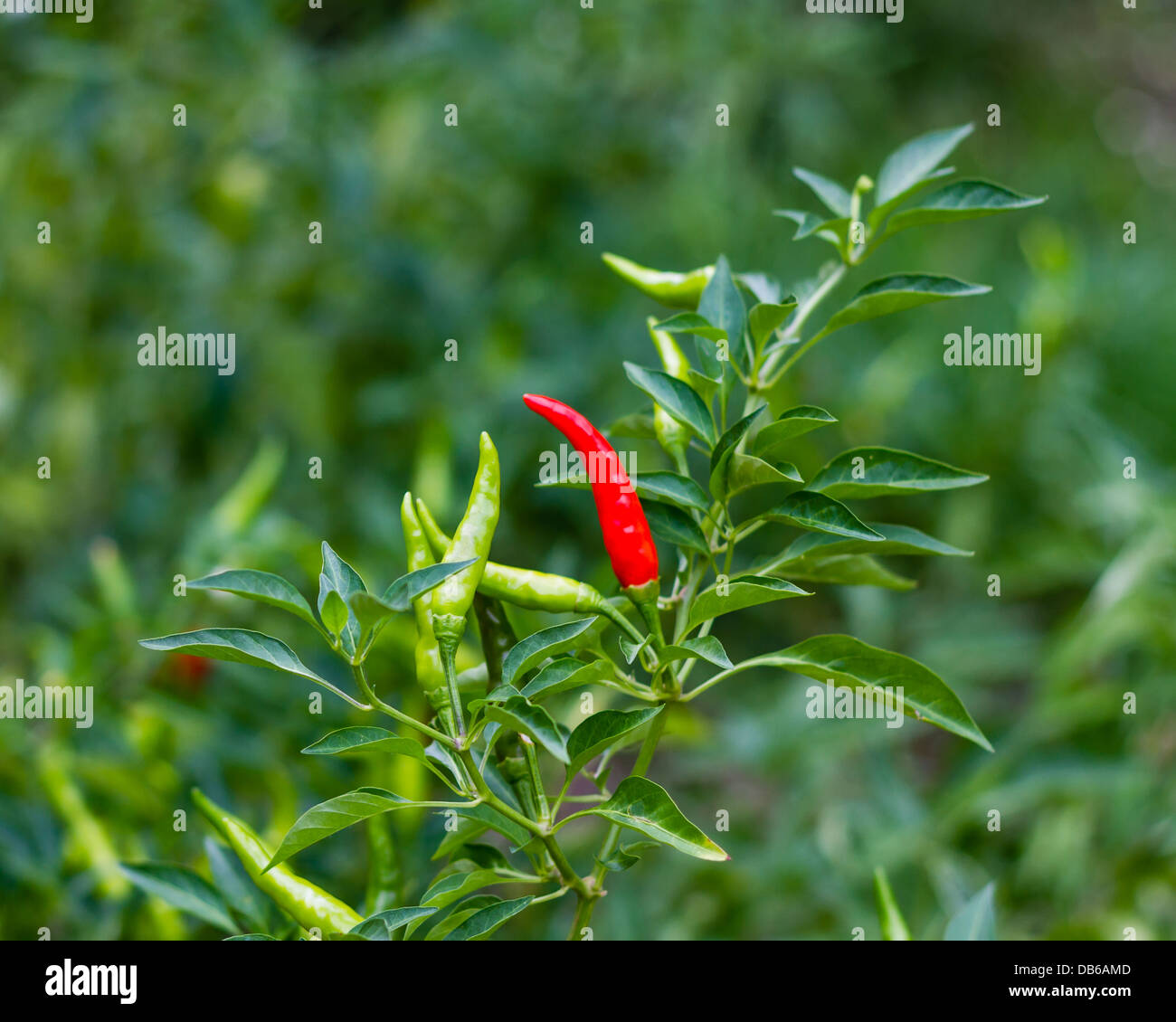 Ripe red chili on stem Stock Photo - Alamy