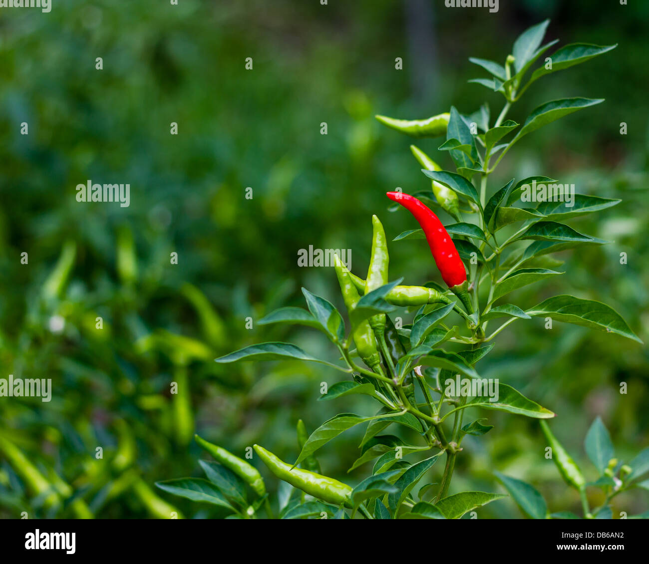 Ripe red chili on stem Stock Photo - Alamy