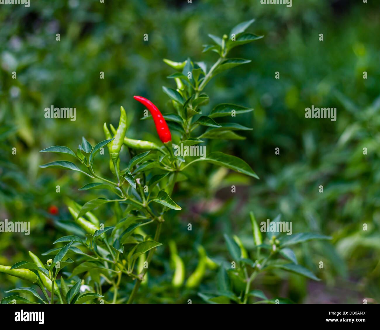 Ripe red chili on stem Stock Photo - Alamy