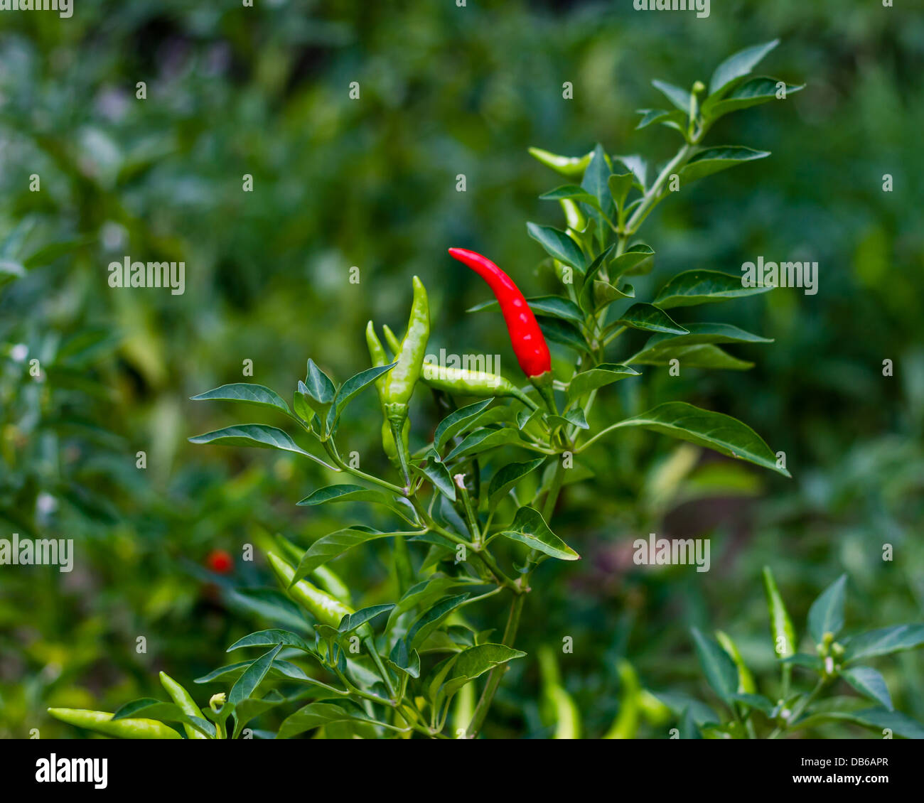 Ripe red chili on stem Stock Photo - Alamy