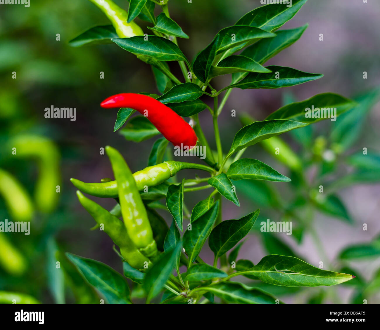 Ripe red chili on stem Stock Photo - Alamy