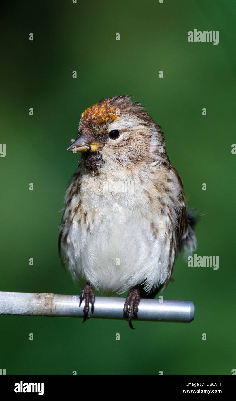 Redpoll portrait format hi-res stock photography and images - Alamy
