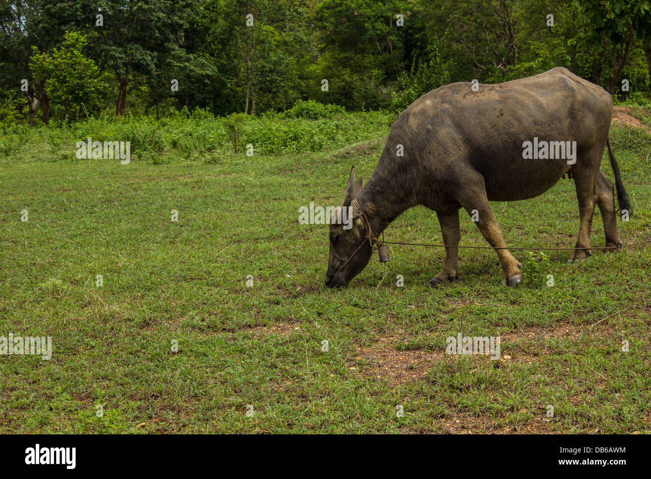 Thailand's big buffalo pasture Stock Photo - Alamy