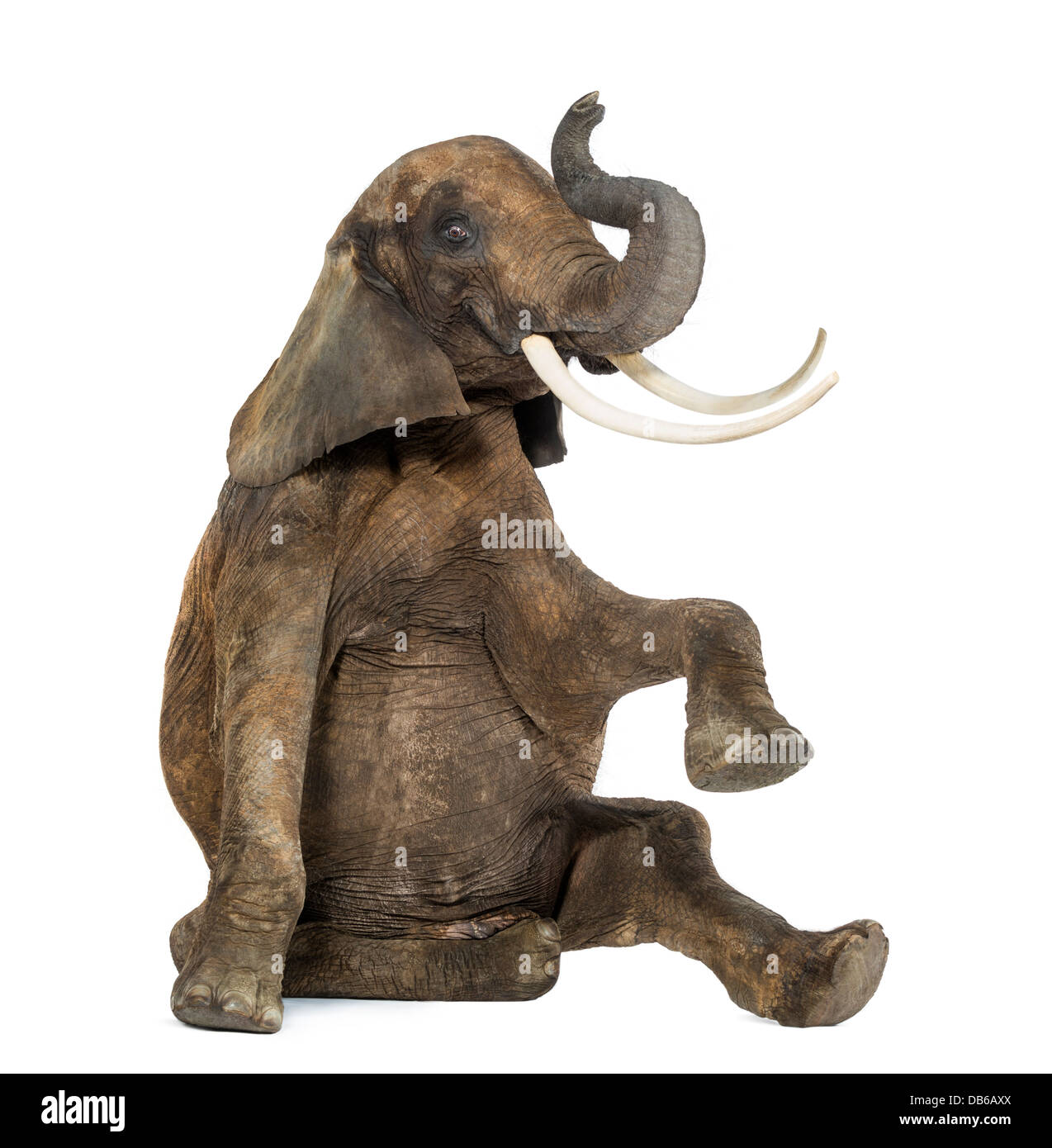 One with trunk raise hi-res stock photography and images - Alamy