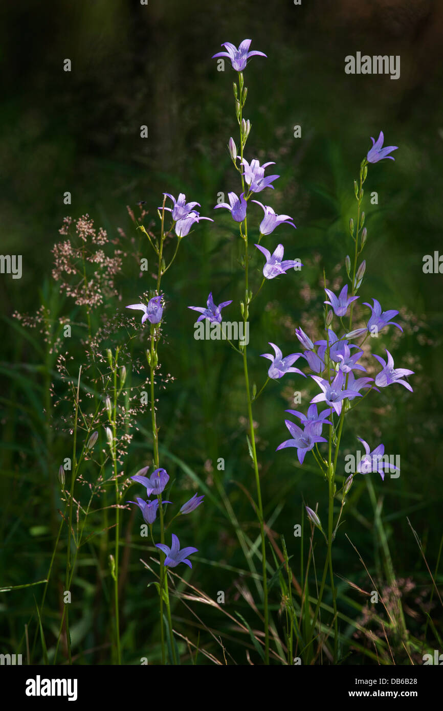 Rampion bellflower / rampion / rover bellflower (Campanula rapunculus ...