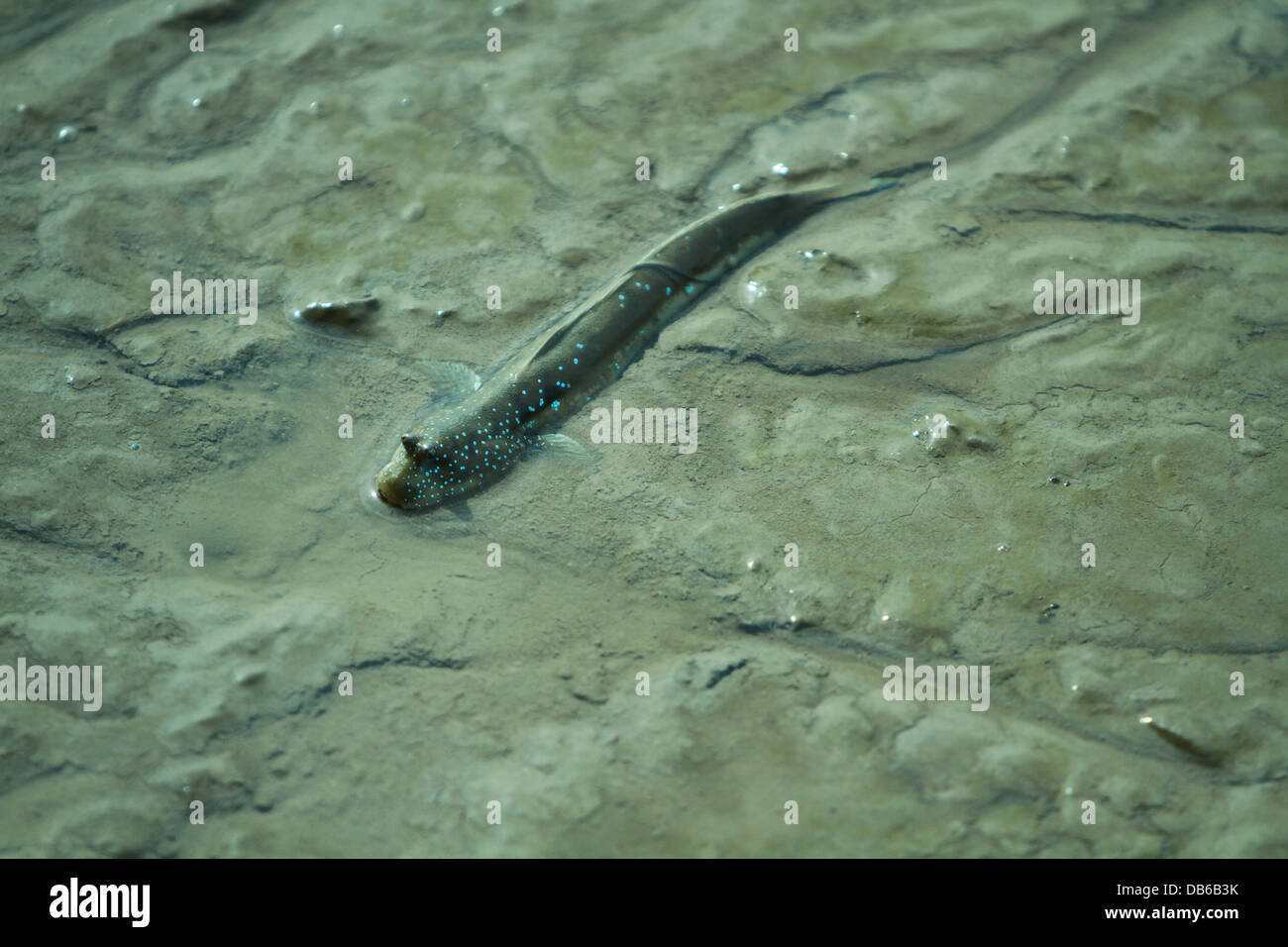 Salamander fish hi-res stock photography and images - Alamy