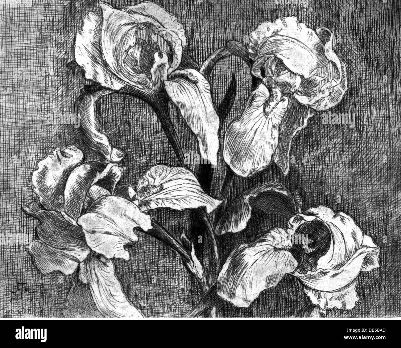 botany, flowers, Iris, leaves and blossoms, etching by Hans Thoma, 1911 ...