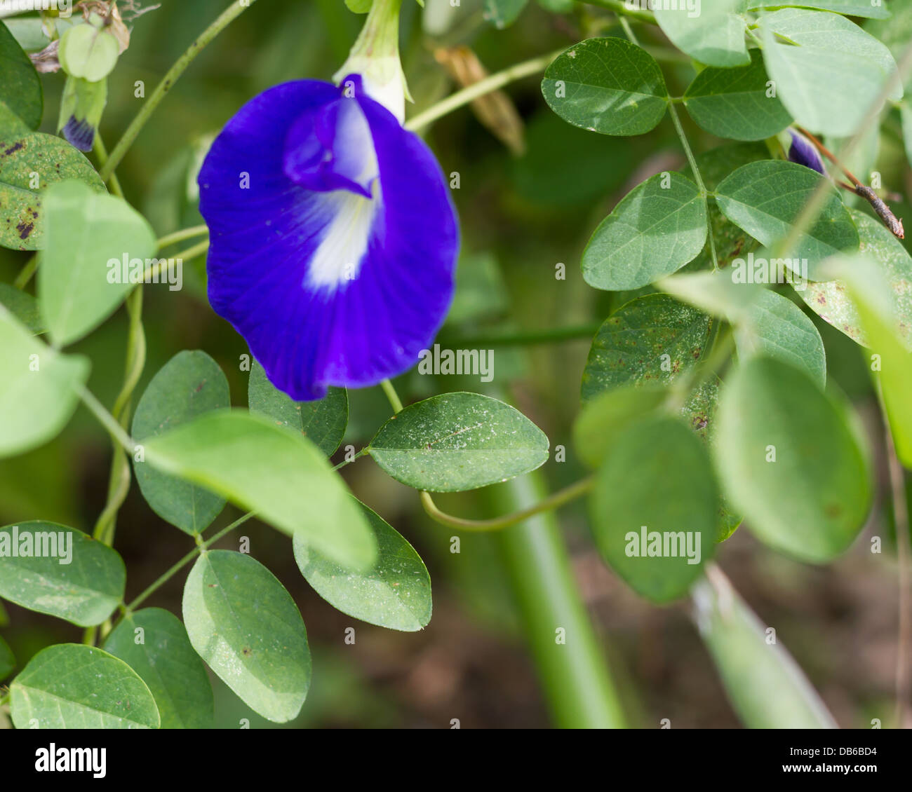 Blue flower butterfly-pea Stock Photo - Alamy