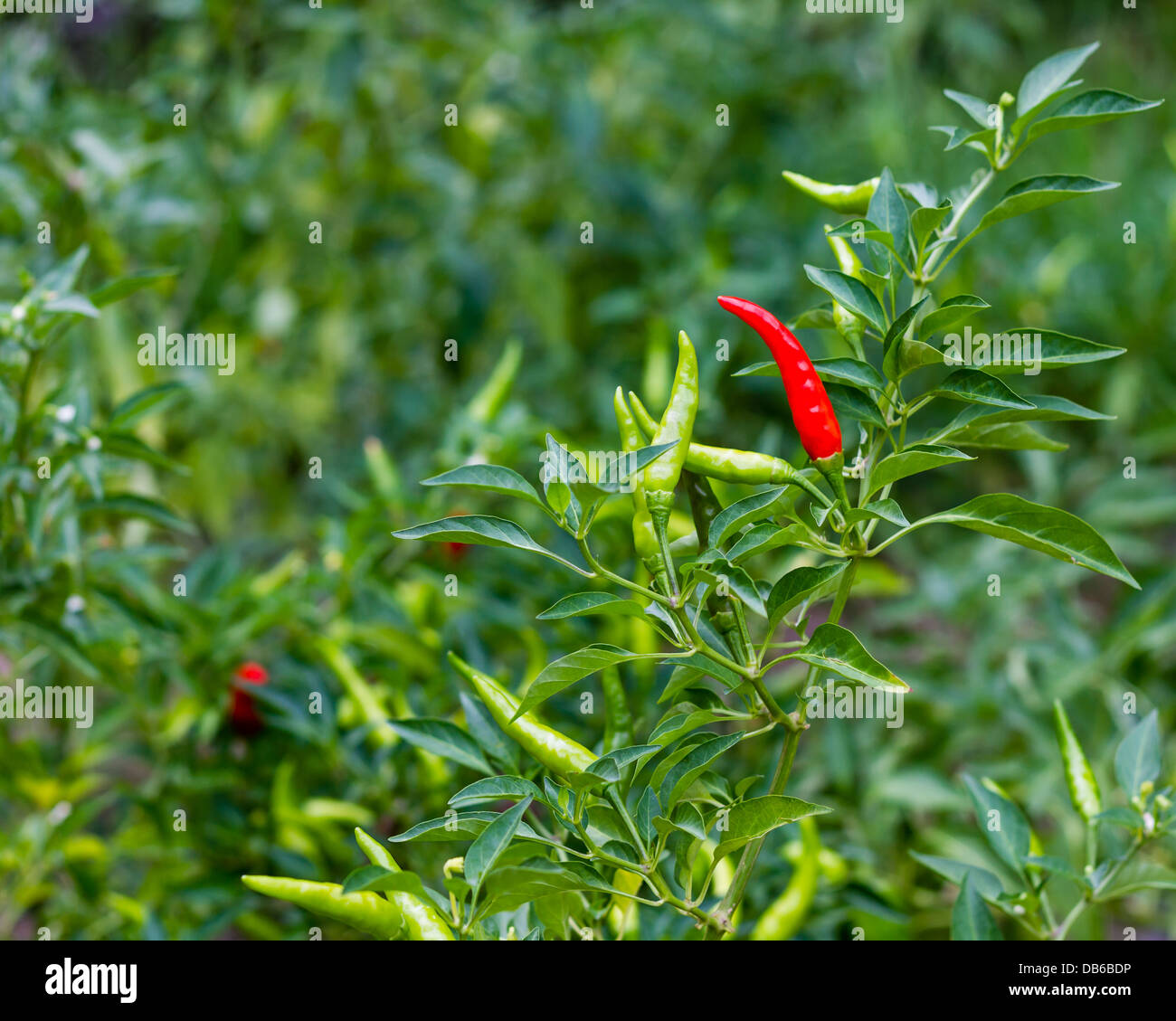 Ripe red chili on stem Stock Photo - Alamy