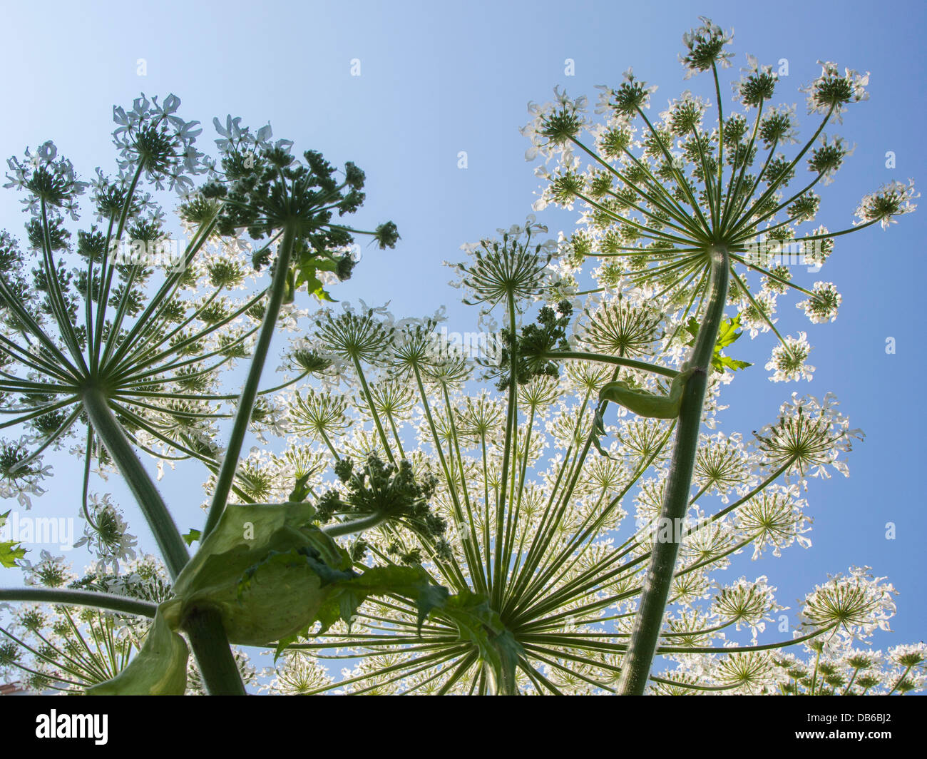 Worm's-eye view of Giant hogweed / cartwheel-flower (Heracleum ...