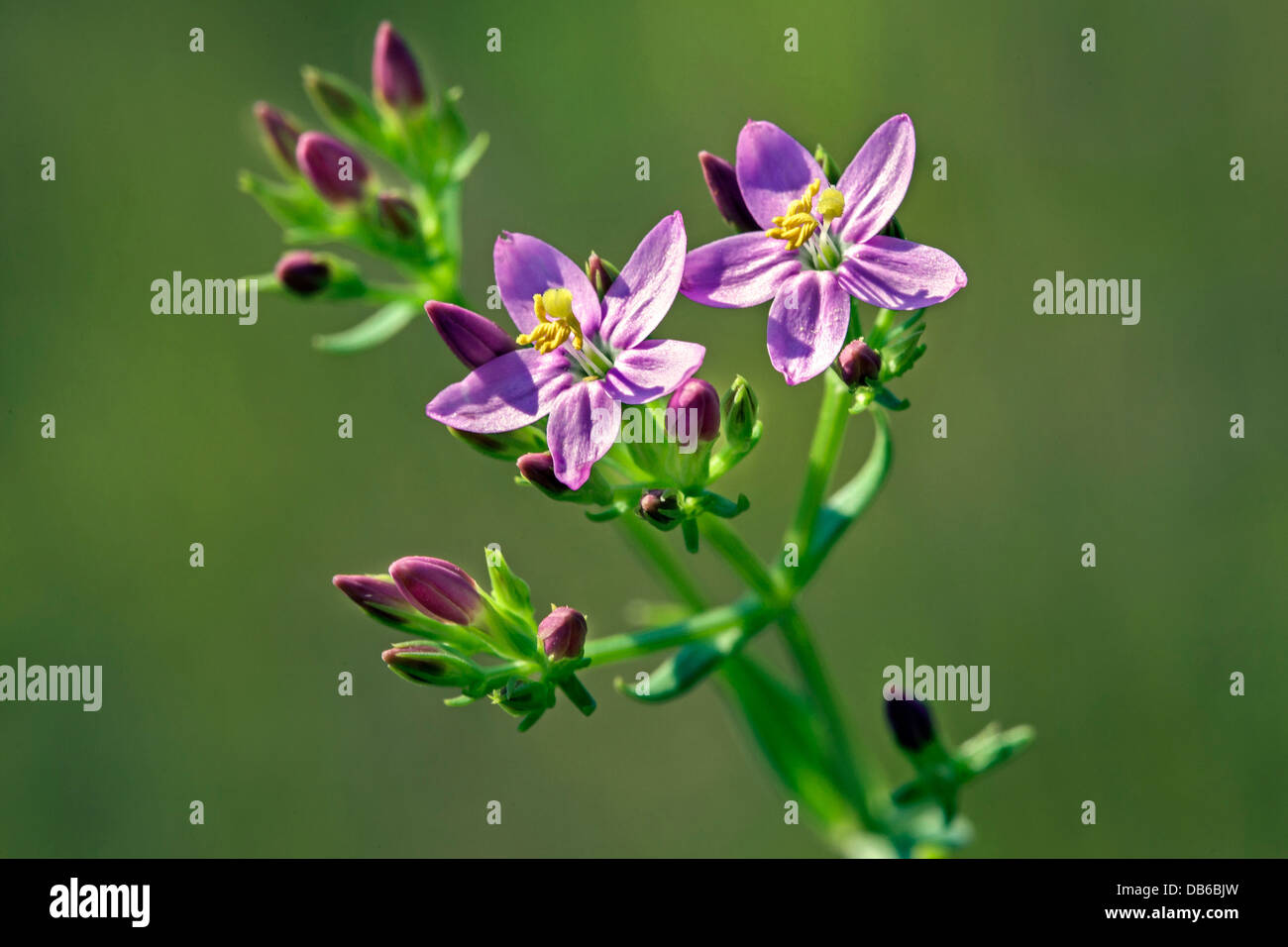 Close up of centaury species (Centuary) in flower Stock Photo - Alamy
