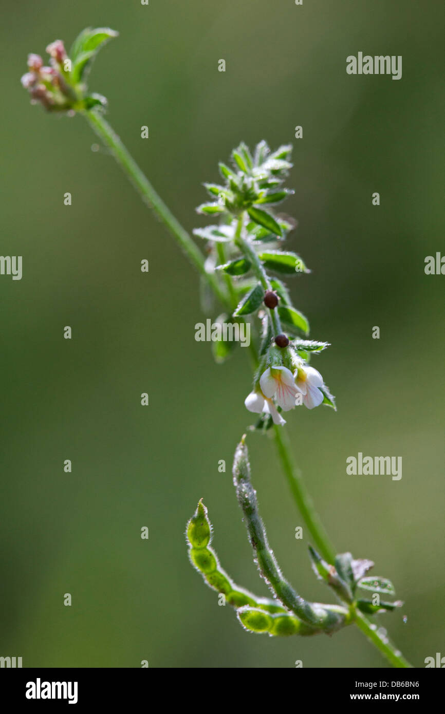 Bird's-foot / Little white bird's-foot / Wild serradella (Ornithopus ...