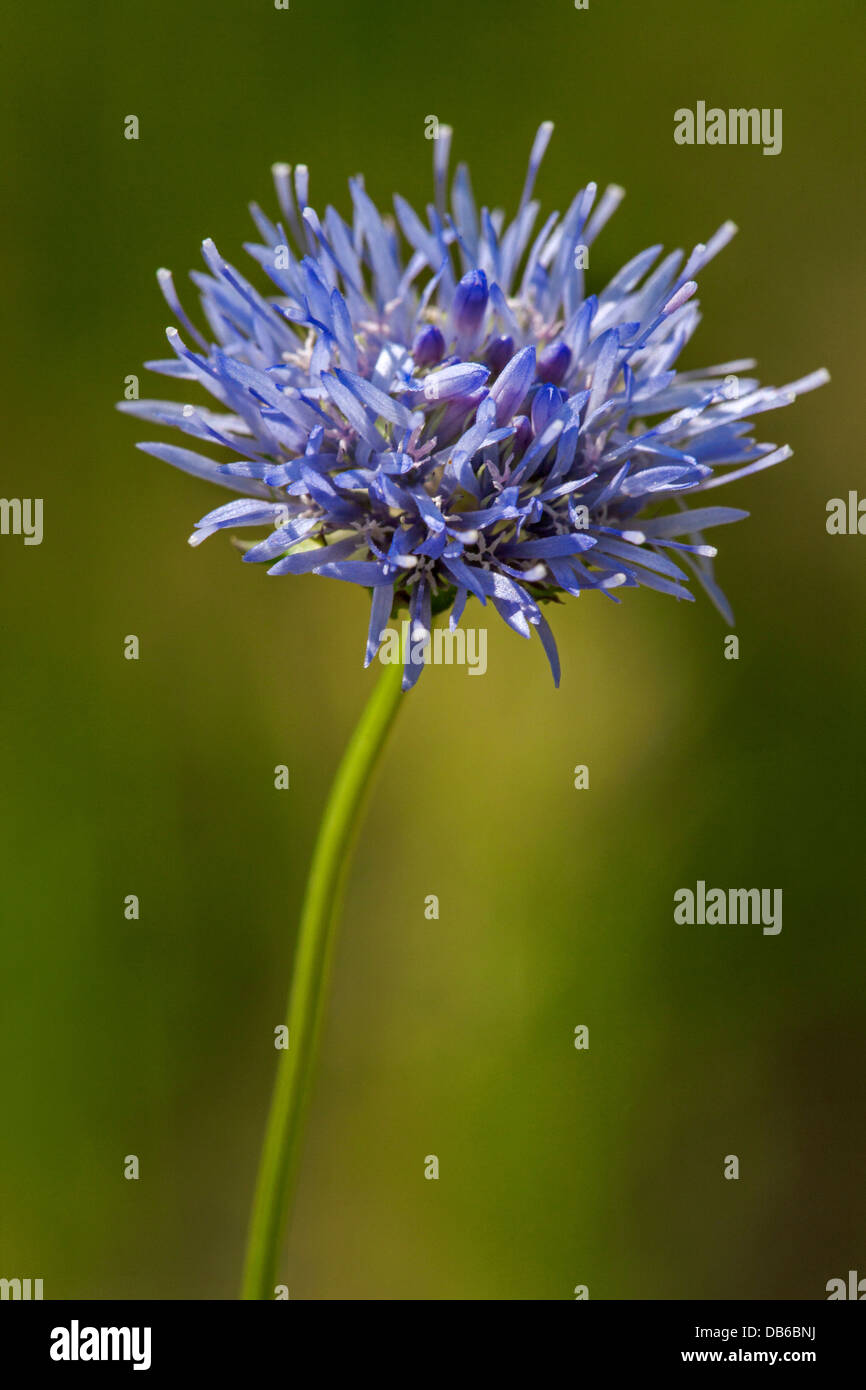 Sheeps bit hi-res stock photography and images - Alamy