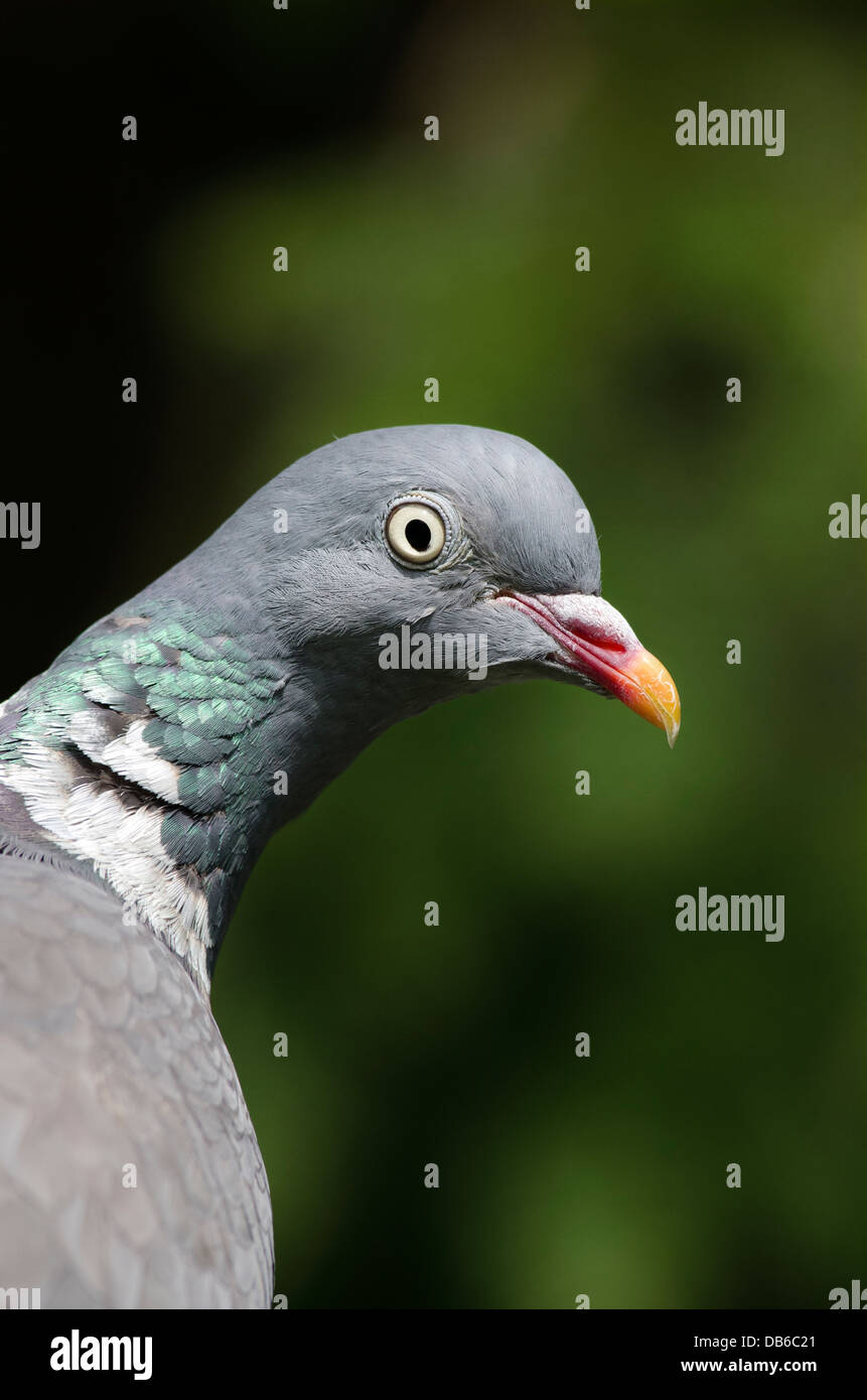 Scottish pigeon hi-res stock photography and images - Alamy