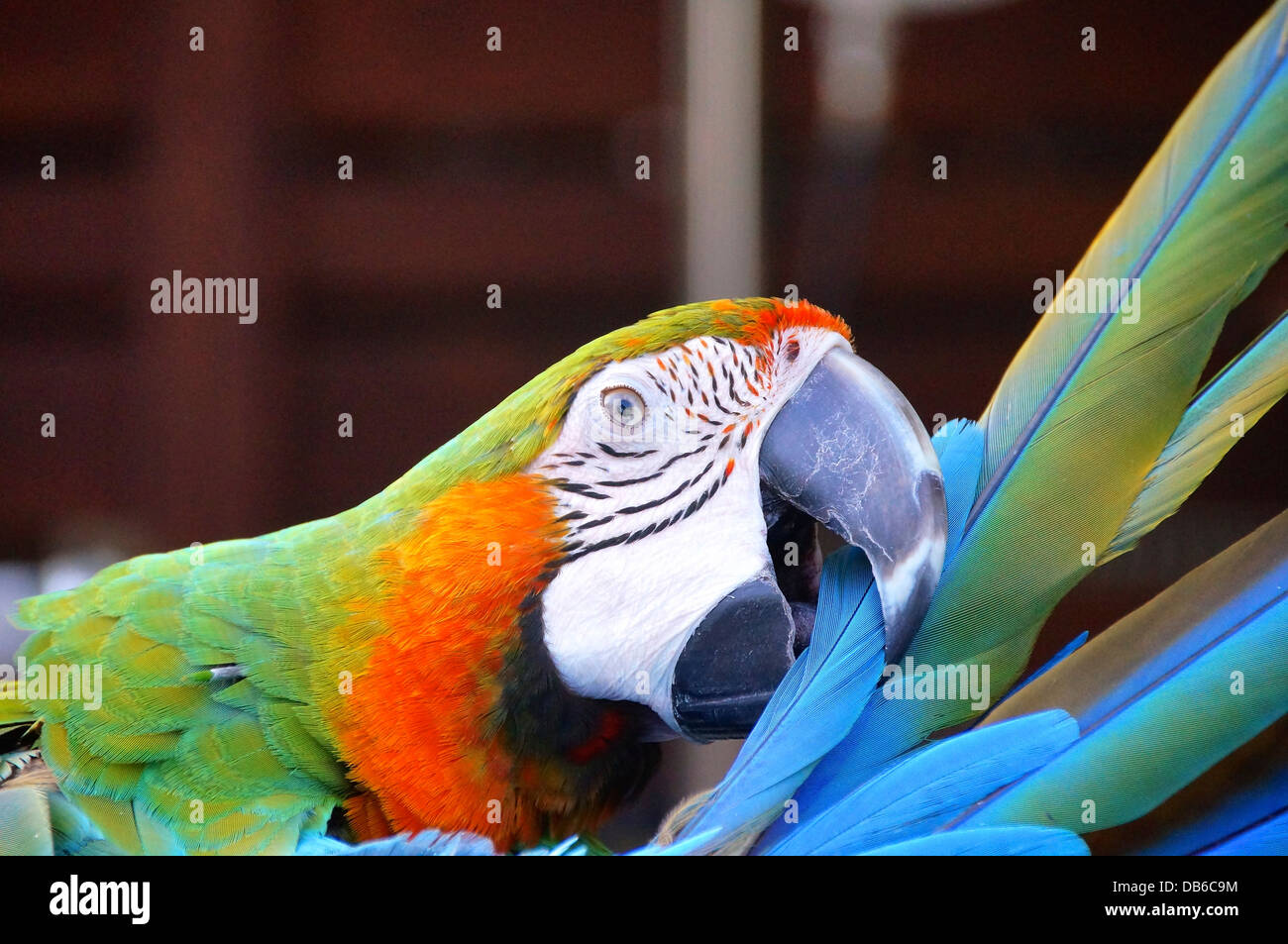 Biting animal hi-res stock photography and images - Alamy