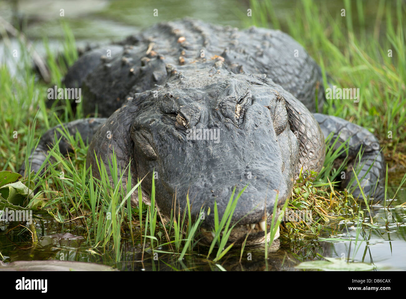 Alligator basking in the sun hi-res stock photography and images - Alamy