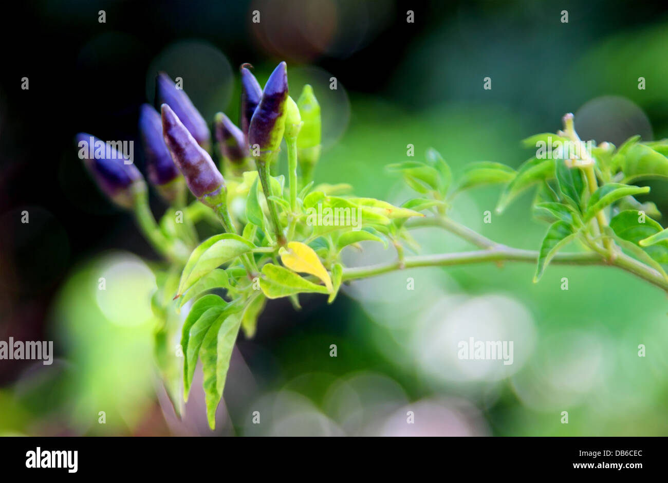 Violet Chili High Resolution Stock Photography and Images - Alamy