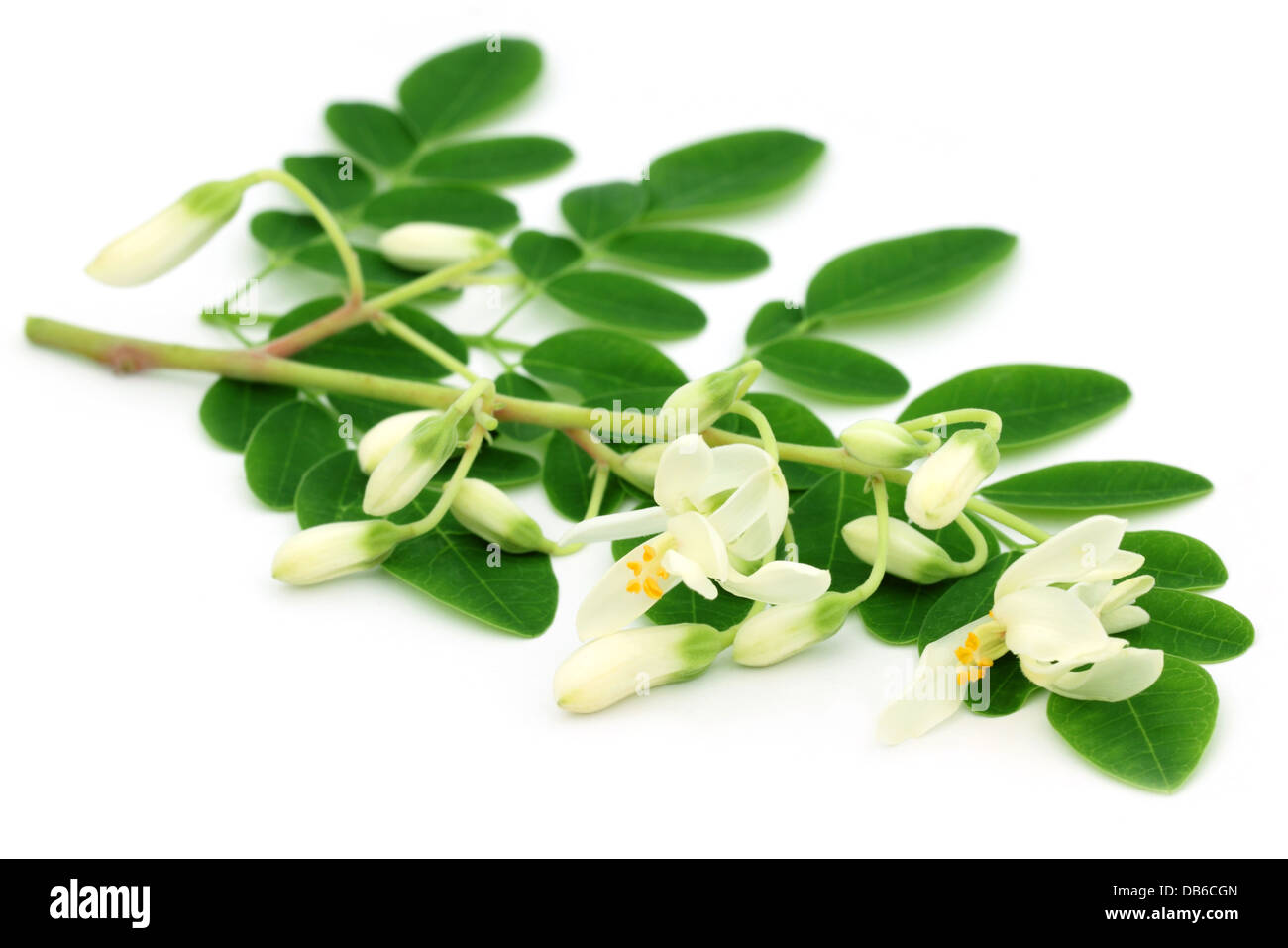 Edible moringa leaves with flower over white background Stock Photo - Alamy