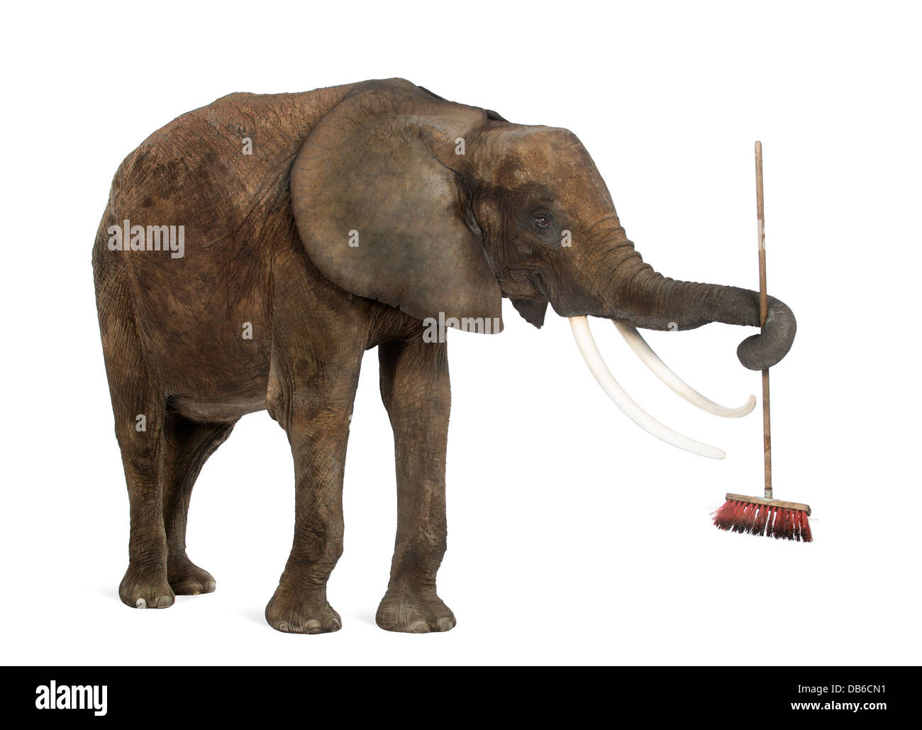 African elephant, Loxodonta africana, sweeping with broom against white ...