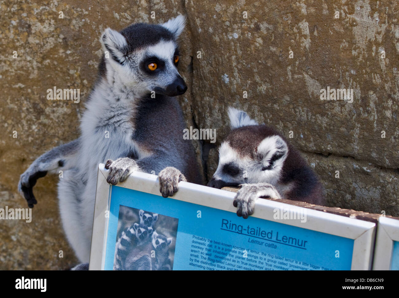 Ring tailed lemur couple hi-res stock photography and images - Alamy