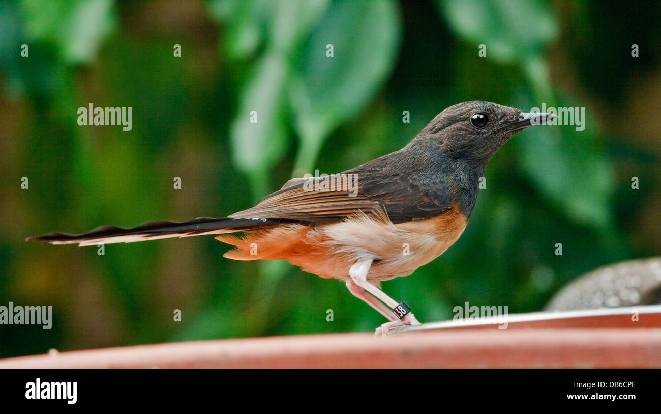 Copsychus malabaricus hi-res stock photography and images - Alamy