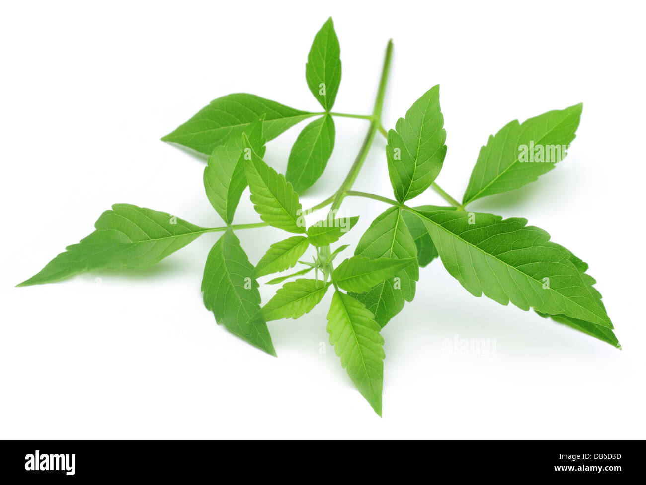 Vitex Negundo or Medicinal Nishinda leaves Stock Photo - Alamy