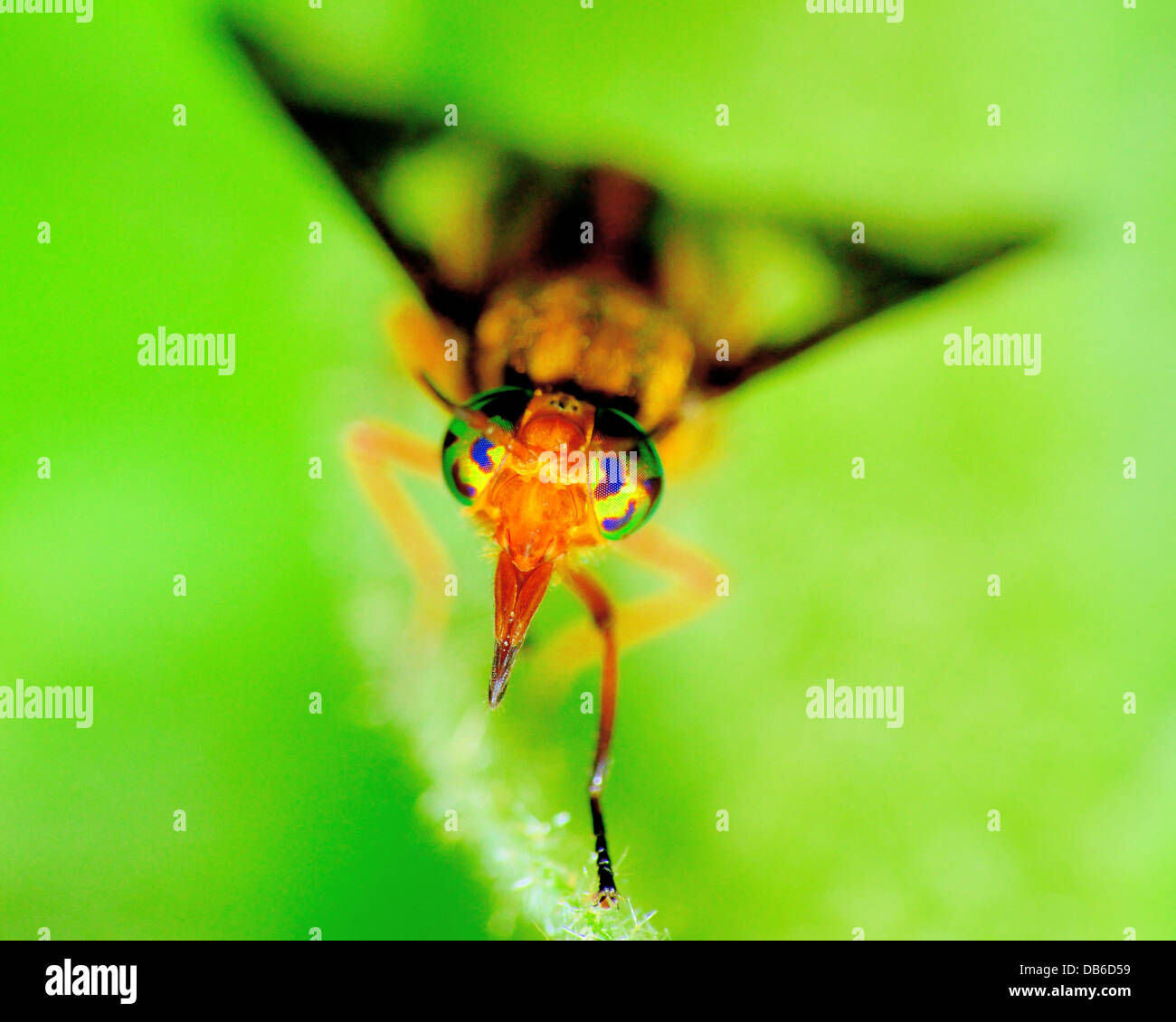 Deer fly hi-res stock photography and images - Alamy
