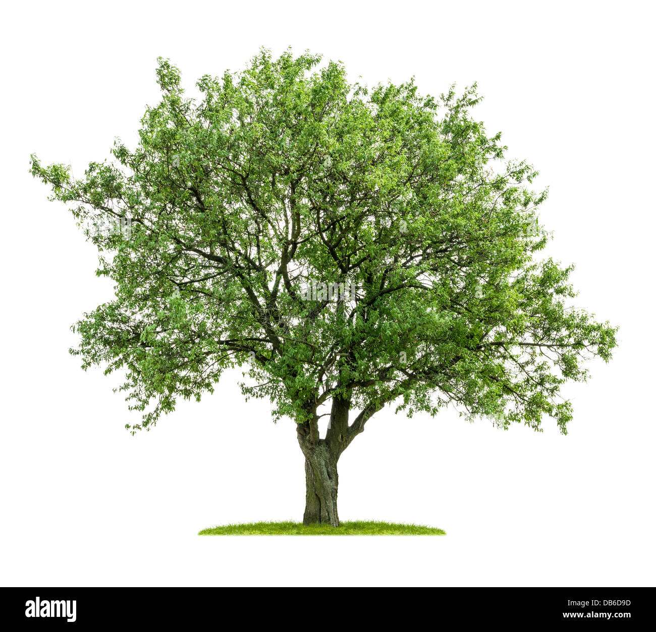 isolated deciduous tree on a white background Stock Photo - Alamy isolated deciduous tree on a white background Stock Photo - Alamy